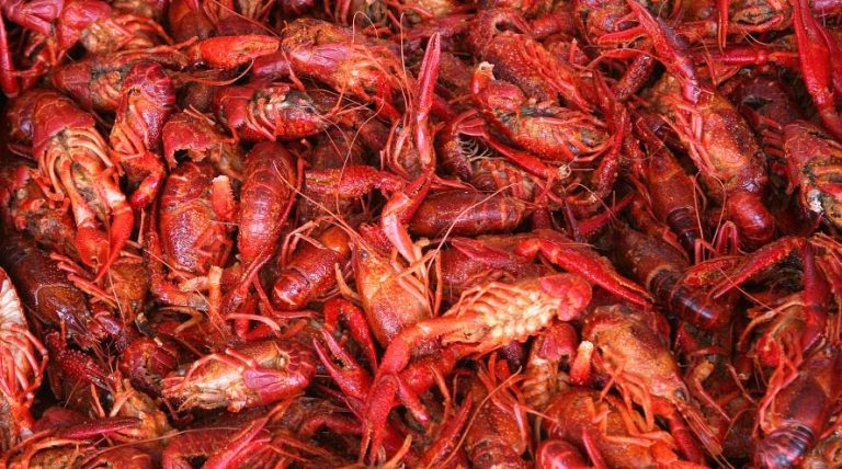 How To Keep Crawfish Alive? - Ways To Care And Store Them